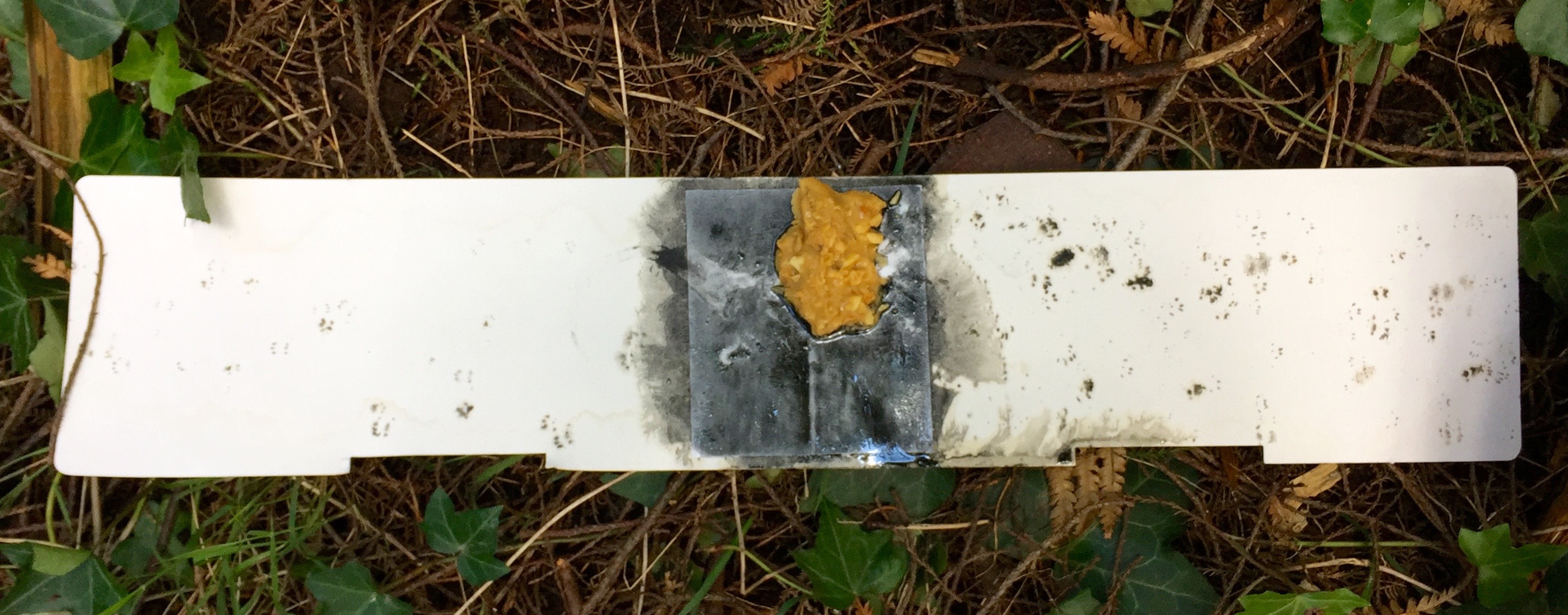 Ecoblitz-Cam-tracking-tunnel-paper – EcoLincNZ