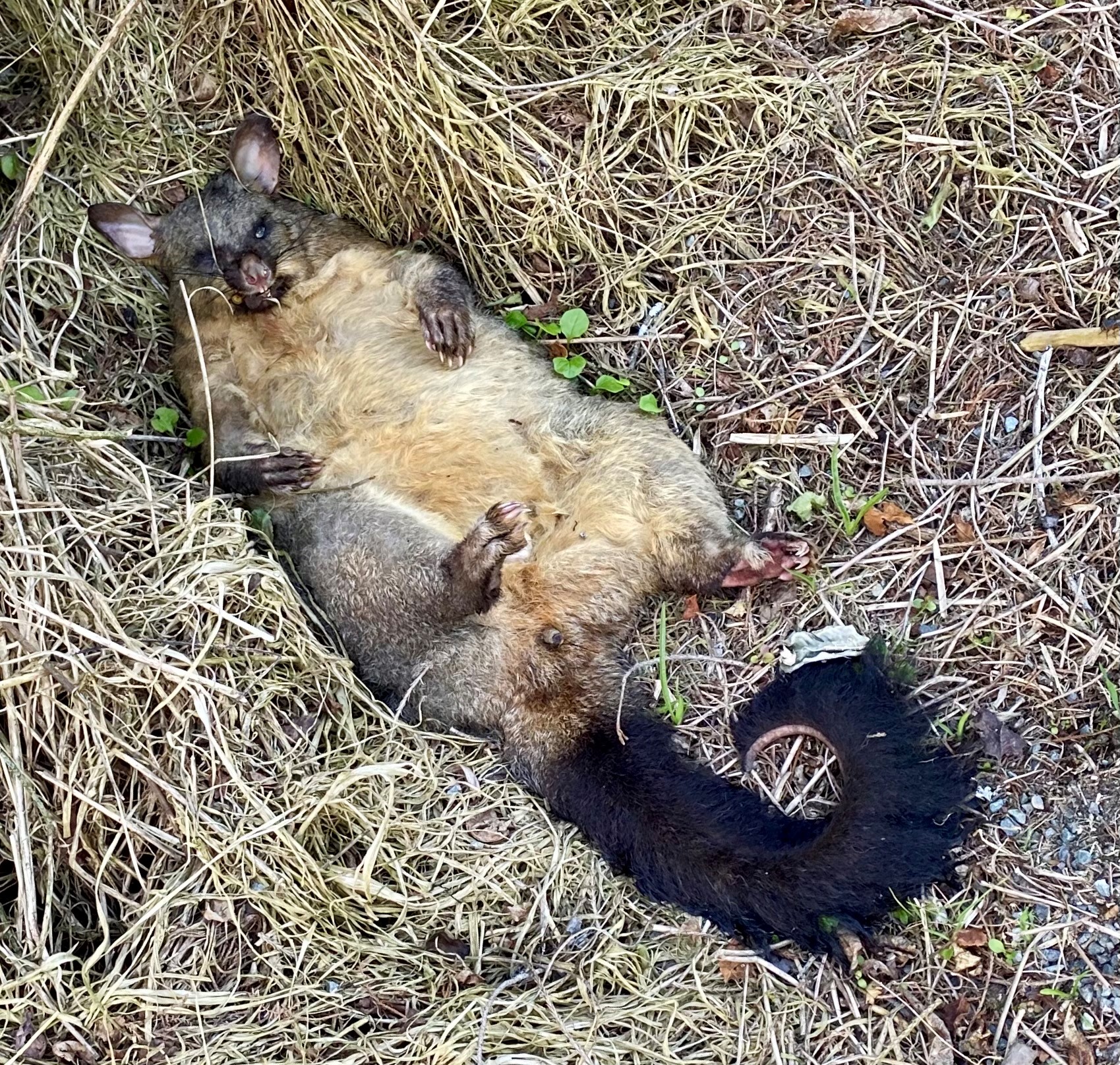 Possum-dead – EcoLincNZ