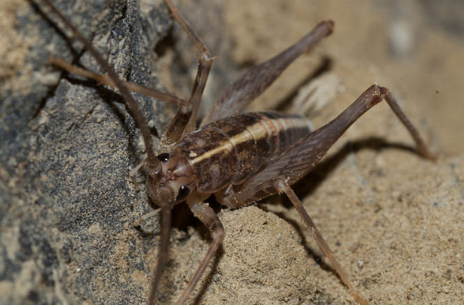 Cave-weta – EcoLincNZ