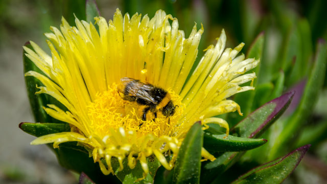 Credit-Stefan-Marks-640×360 – EcoLincNZ