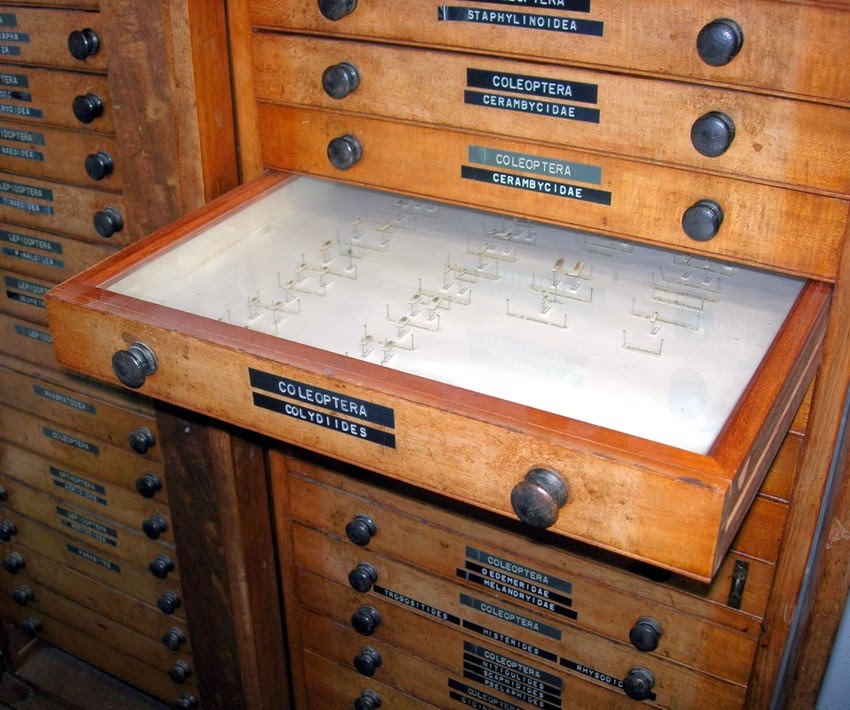 Hutton-Collection-2 – EcoLincNZ