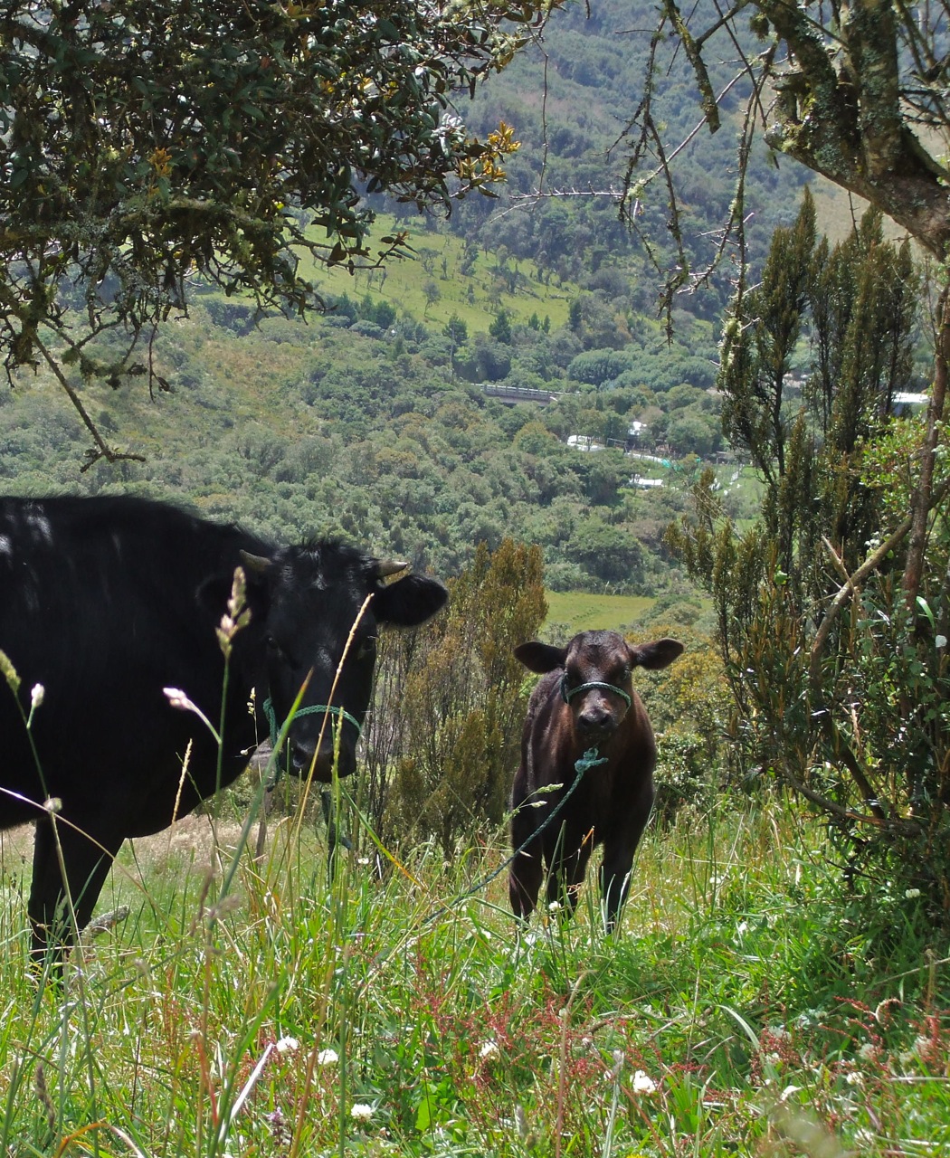 Ecuador-cows – EcoLincNZ