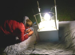 Hamish-Patrick-light-trapping-on-Quail-Island-300×219 – EcoLincNZ